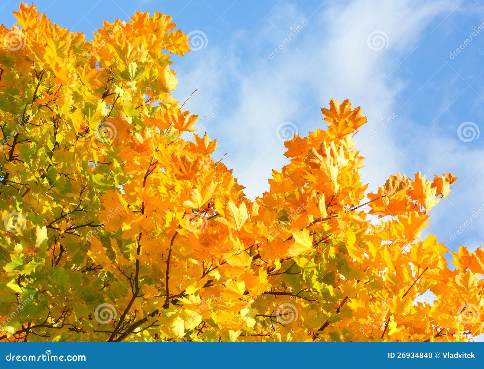 Acer Saccharum Syrup Stock Photos - Free & Royalty-Free Stock Photos ...