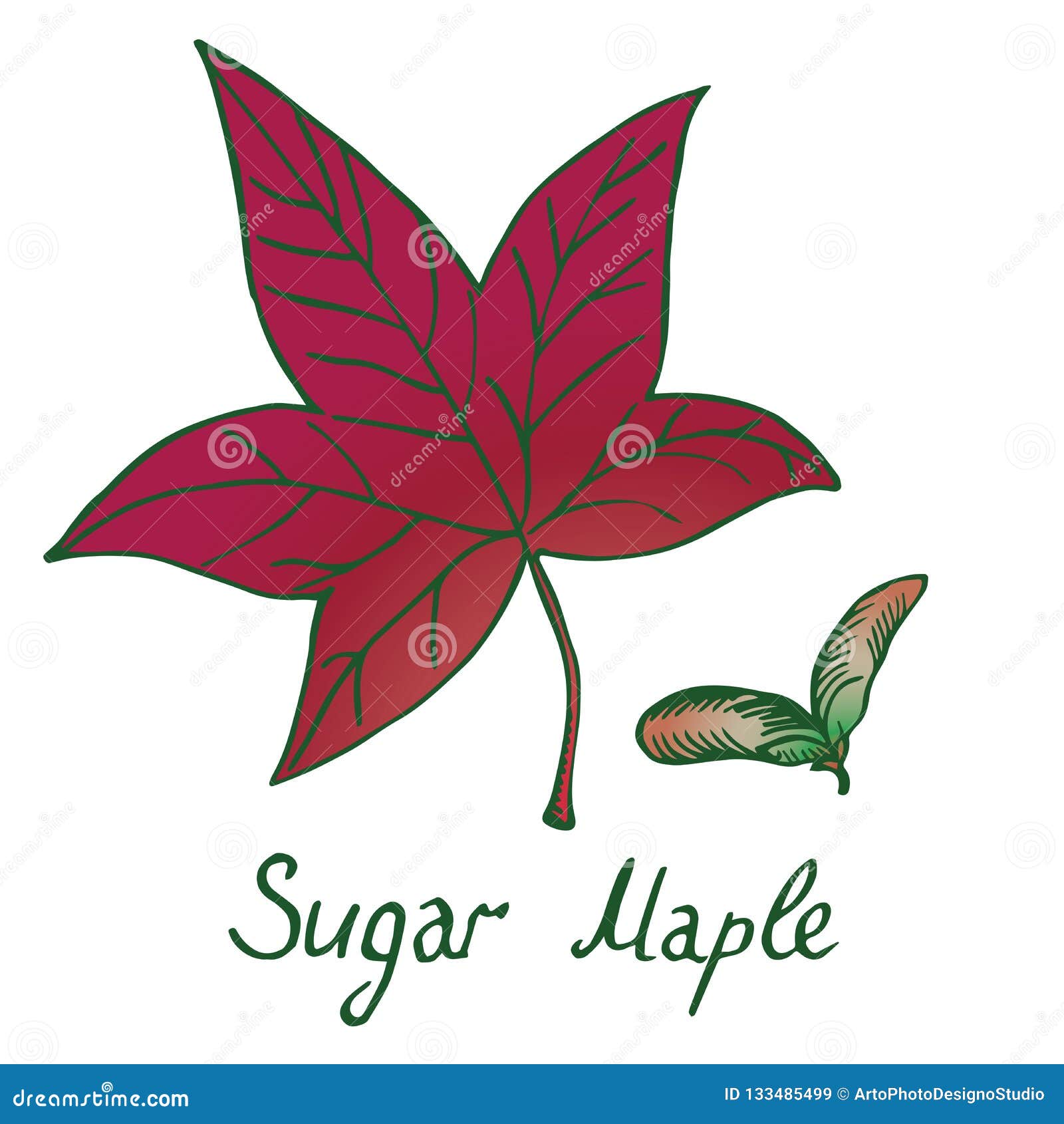 Red Maple Acer Rubrum Leaf. Ink Black And White Doodle Drawing Vector ...