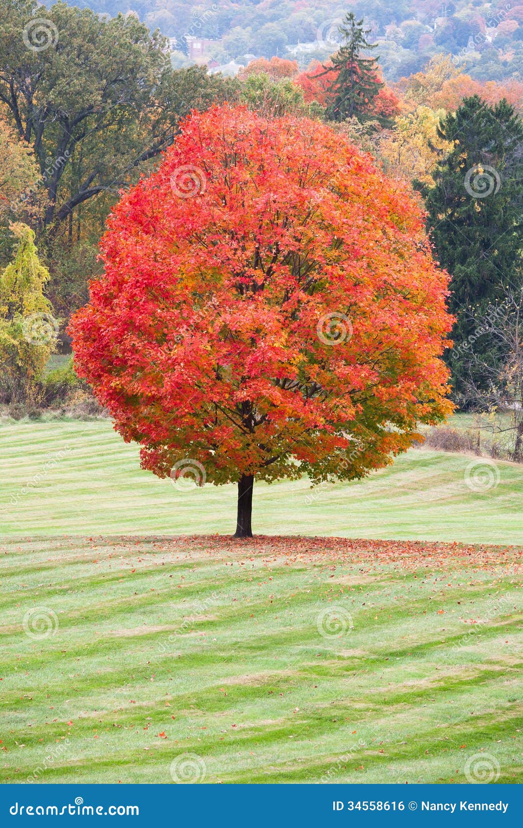 Sugar Maple stock photo. Image of leaves, tree, mowed - 34558616