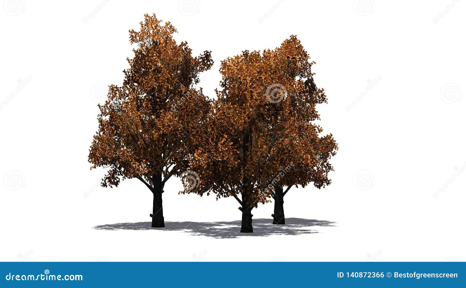 Sugar Maple Cluster in the Autmn with Shadow on the Floor Stock ...