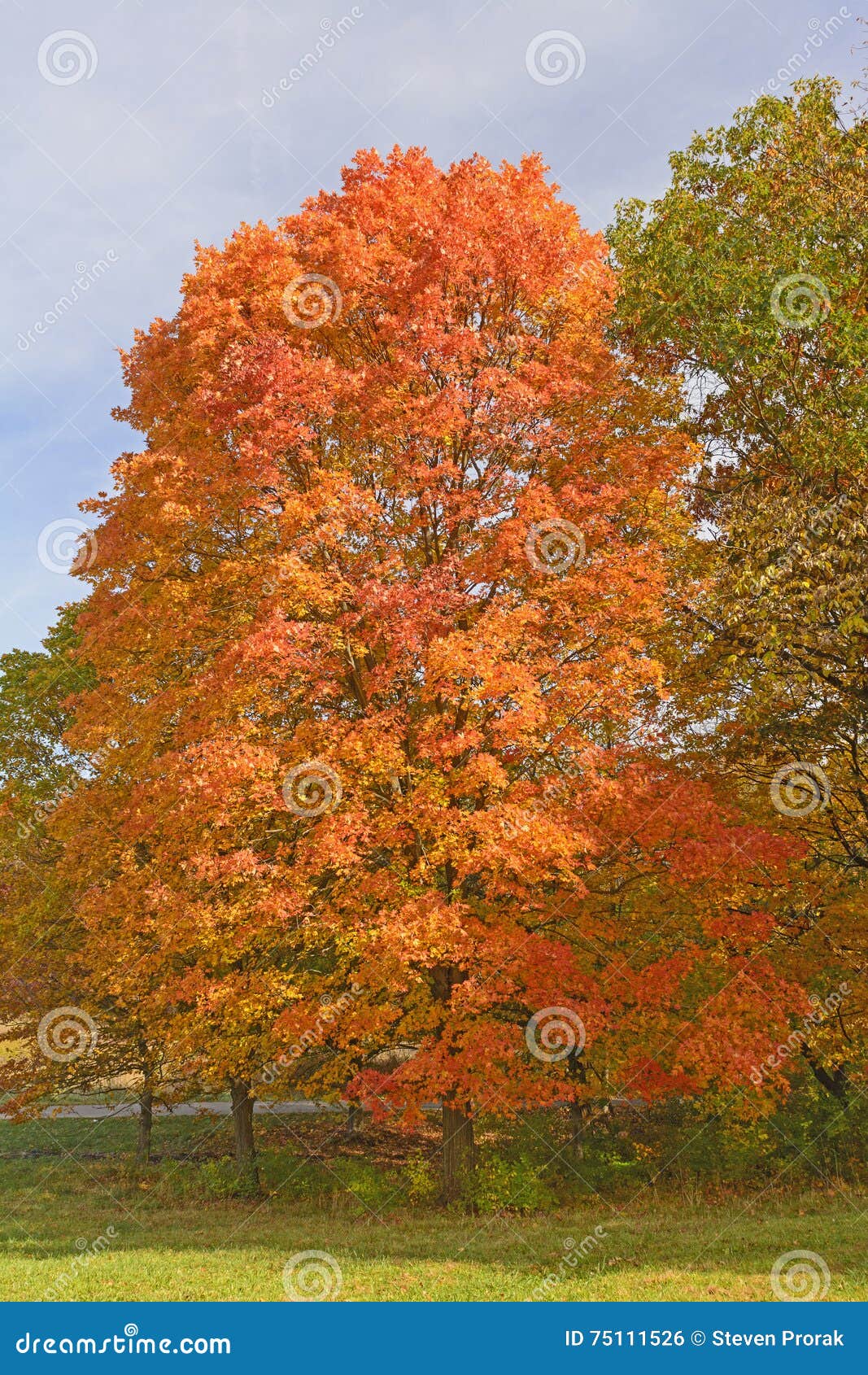 Sugar Maple in Fall Colors stock photo. Image of outdoor - 75111526