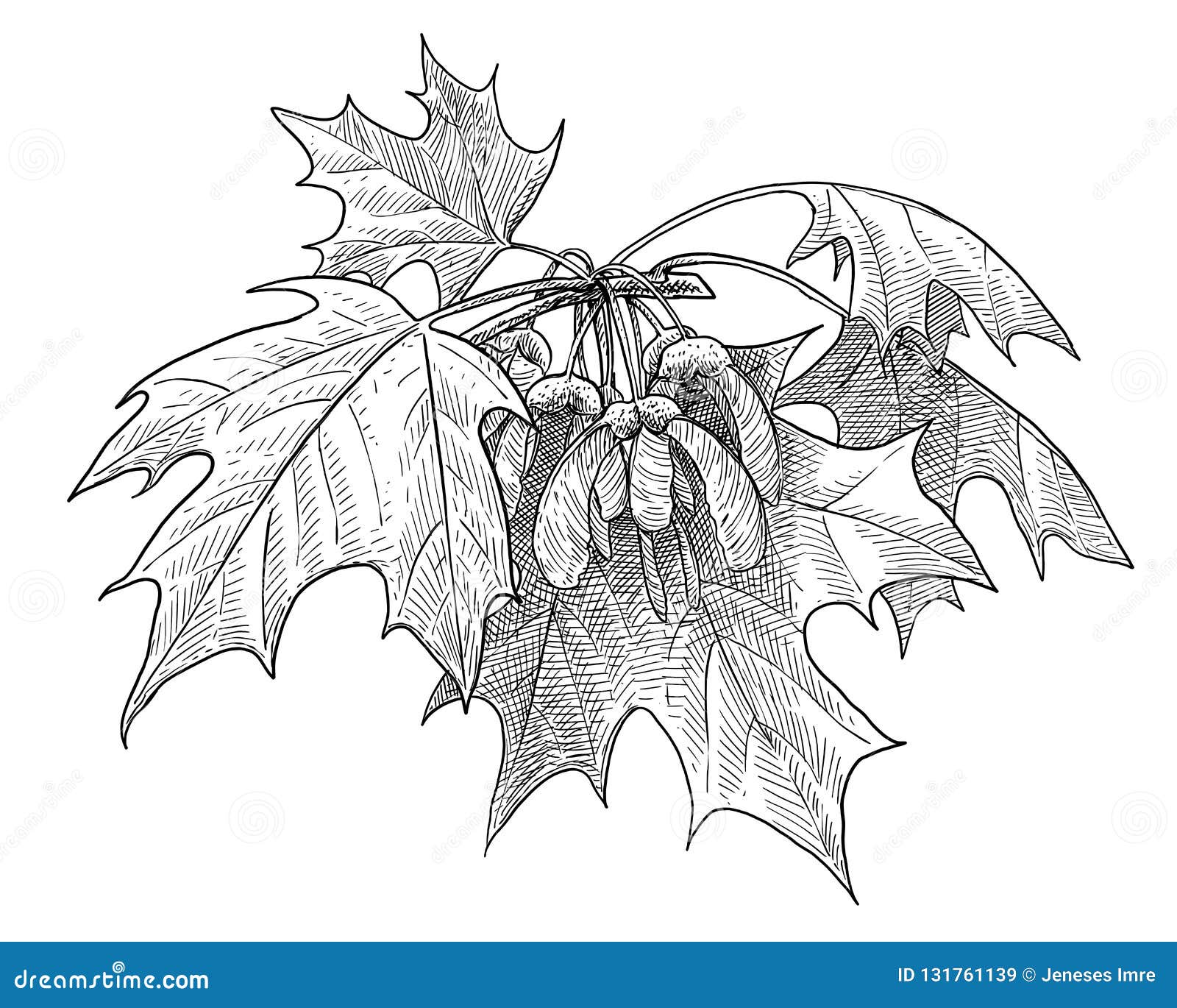 Maple Branch Line Drawing Stock Illustrations – 1,133 Maple Branch Line ...