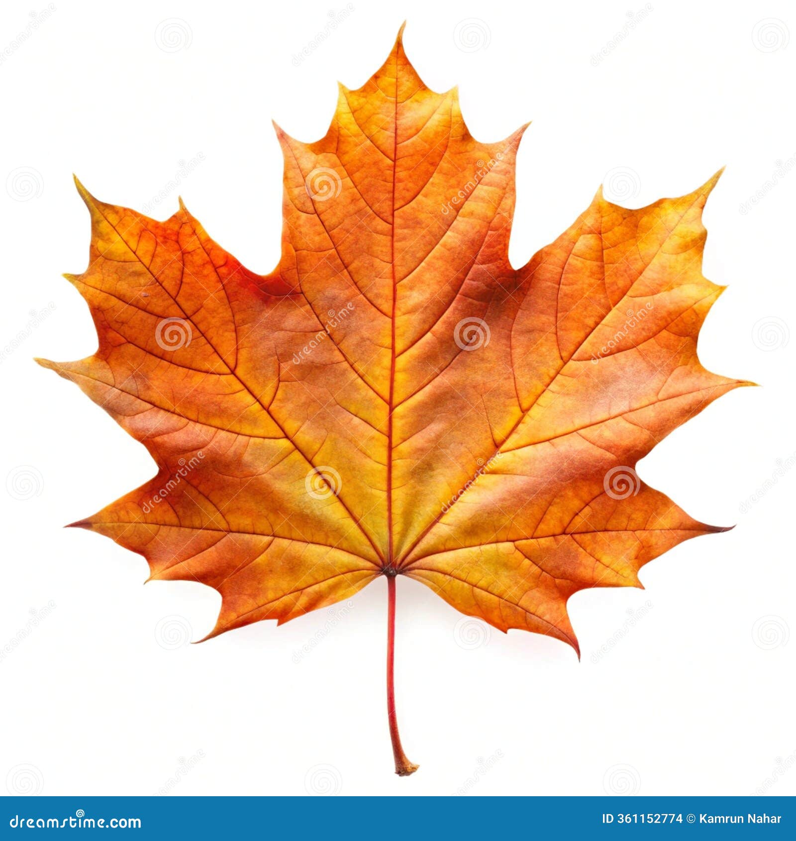 Sugar Maple Tree With Roots On A White. Vector Illustration ...