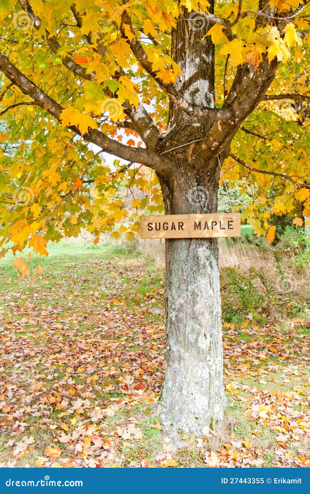 Sugar maple with a label stock image. Image of foliage - 27443355