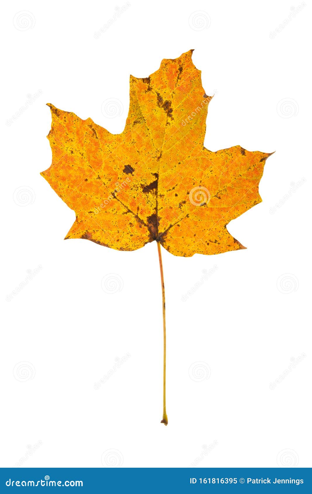 Sugar Maple Leaf on White Background. Stock Image - Image of saccharum ...