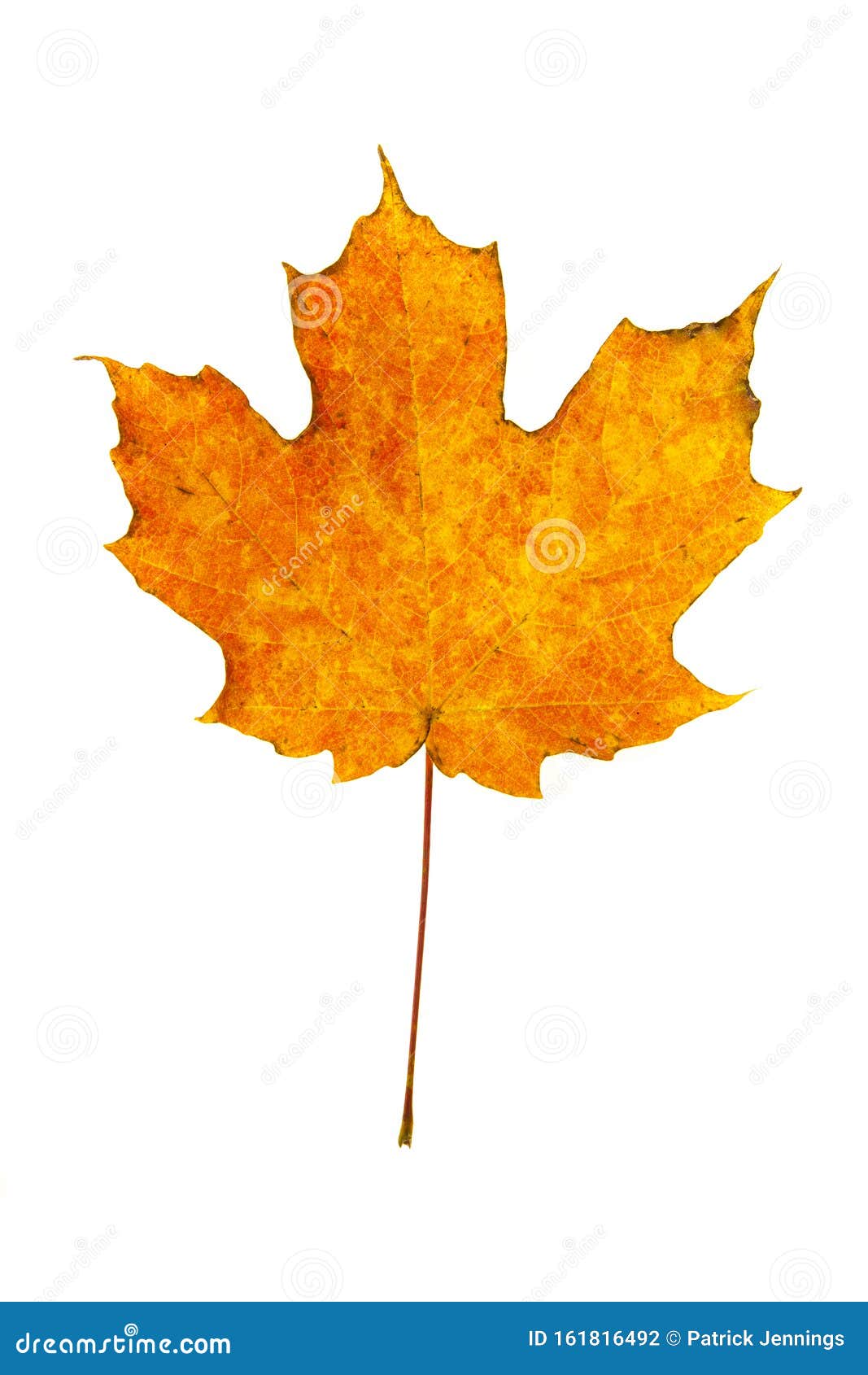 Sugar Maple Leaf on White Background. Stock Photo - Image of white ...