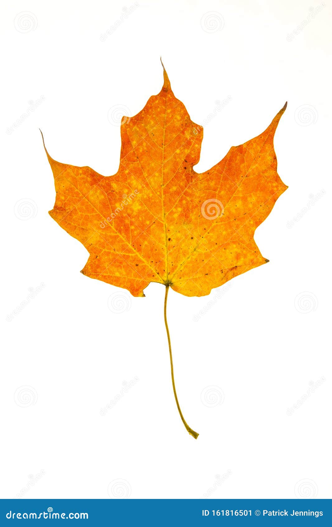 Sugar Maple Leaves on White Background. Stock Image - Image of november ...