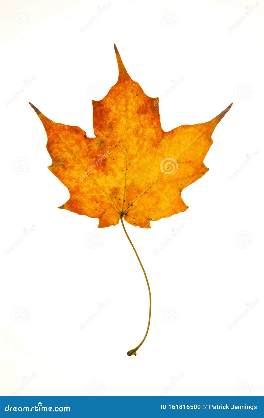 Sugar Maple Leaf on White Background. Stock Image - Image of season ...
