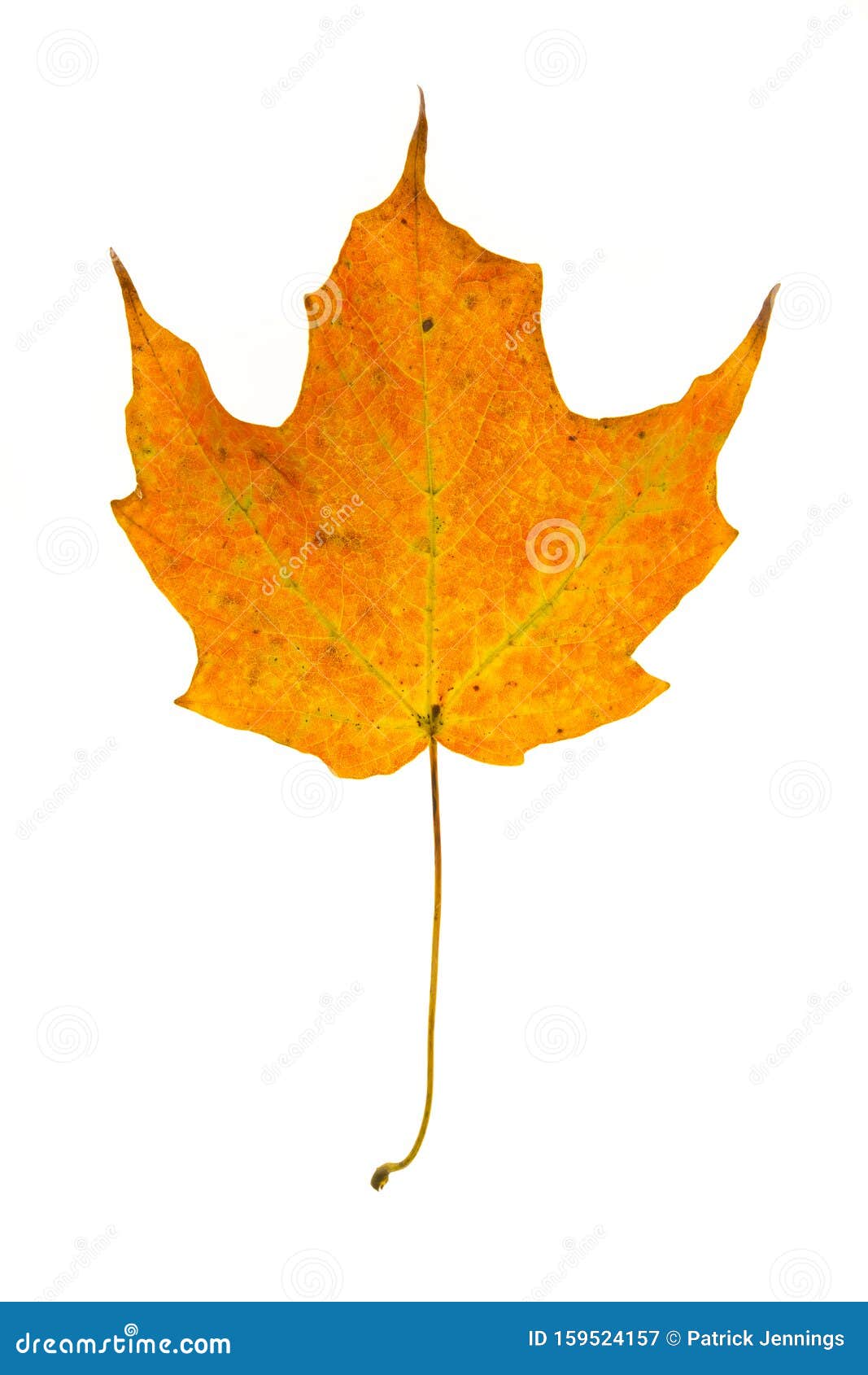 Sugar Maple Leaf stock image. Image of foliage, white - 159524157
