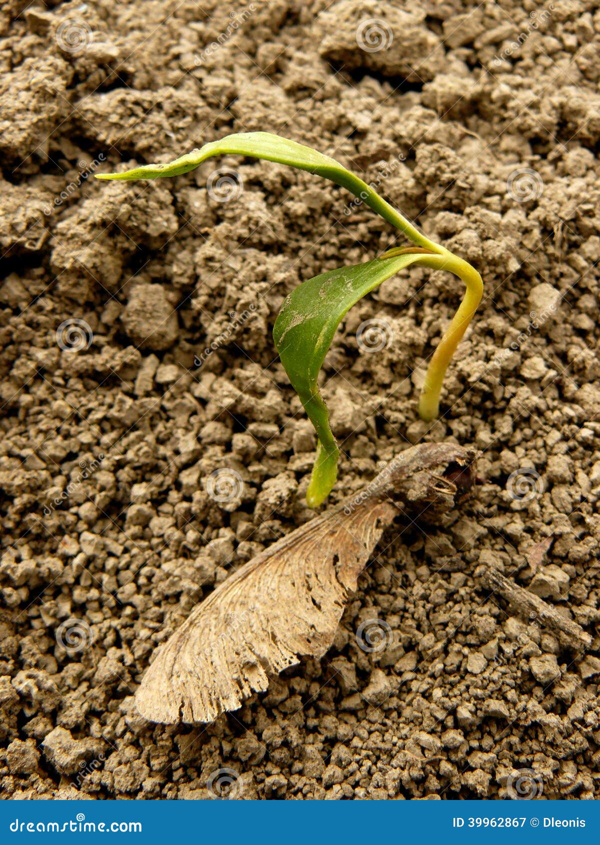 Sugar maple seedling stock image. Image of leaves, seedling - 39962867