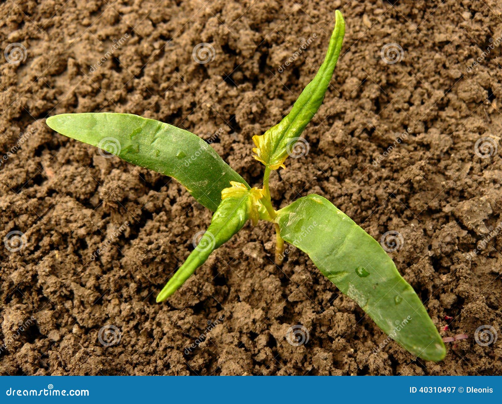 Sugar maple seedling stock image. Image of rock, saccharum - 40310497