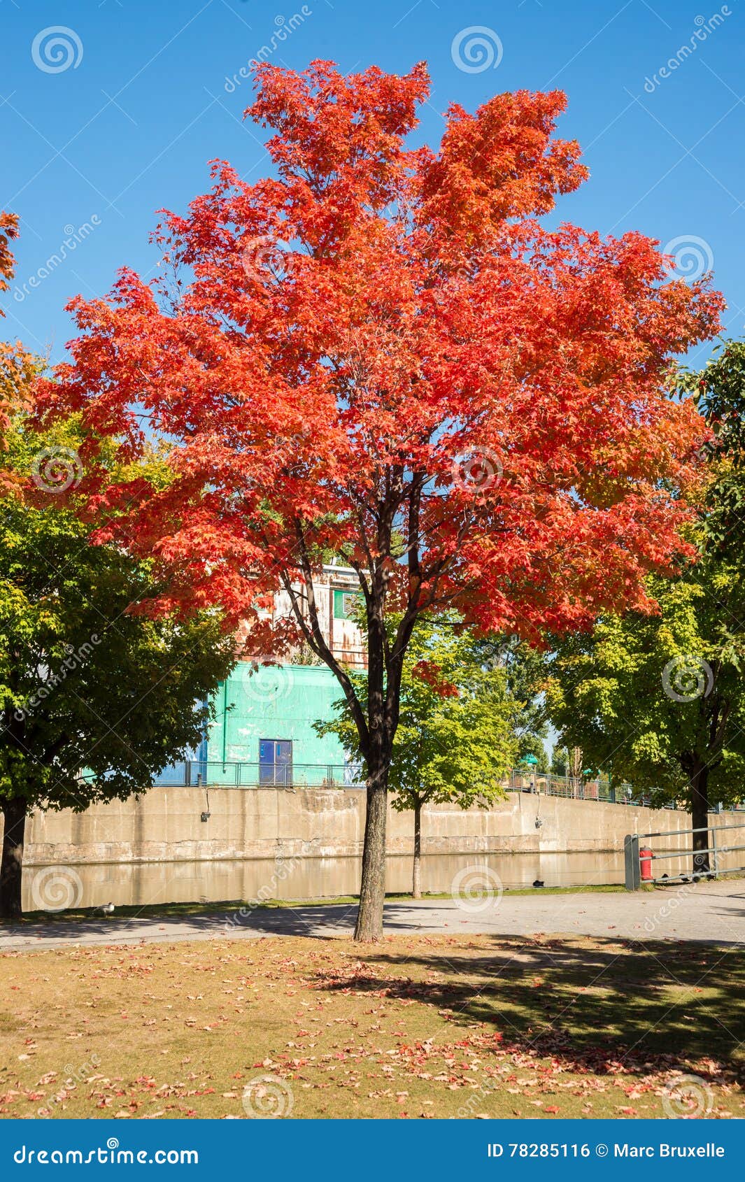 Sugar Maple Tree in Autumn Colors Stock Photo - Image of fall, beauty ...