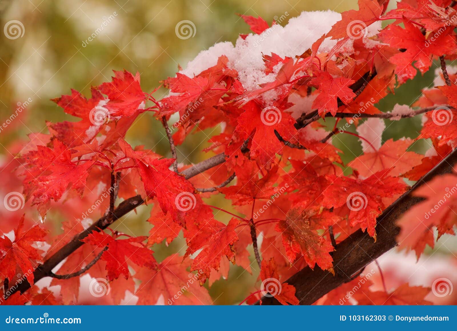 Sugar Maple Tree Branch with Fresh Snow Stock Image - Image of fall ...