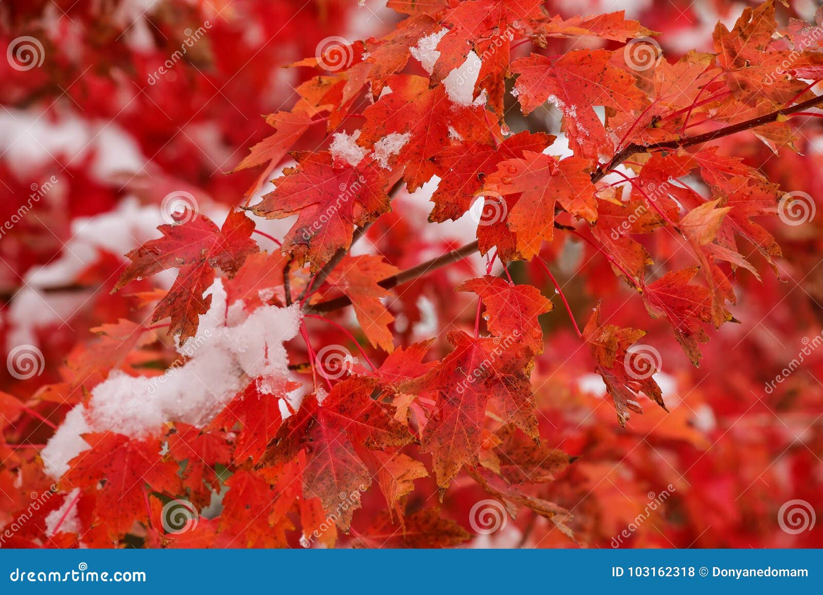 Sugar Maple Tree Branch with Fresh Snow Stock Photo - Image of plant ...