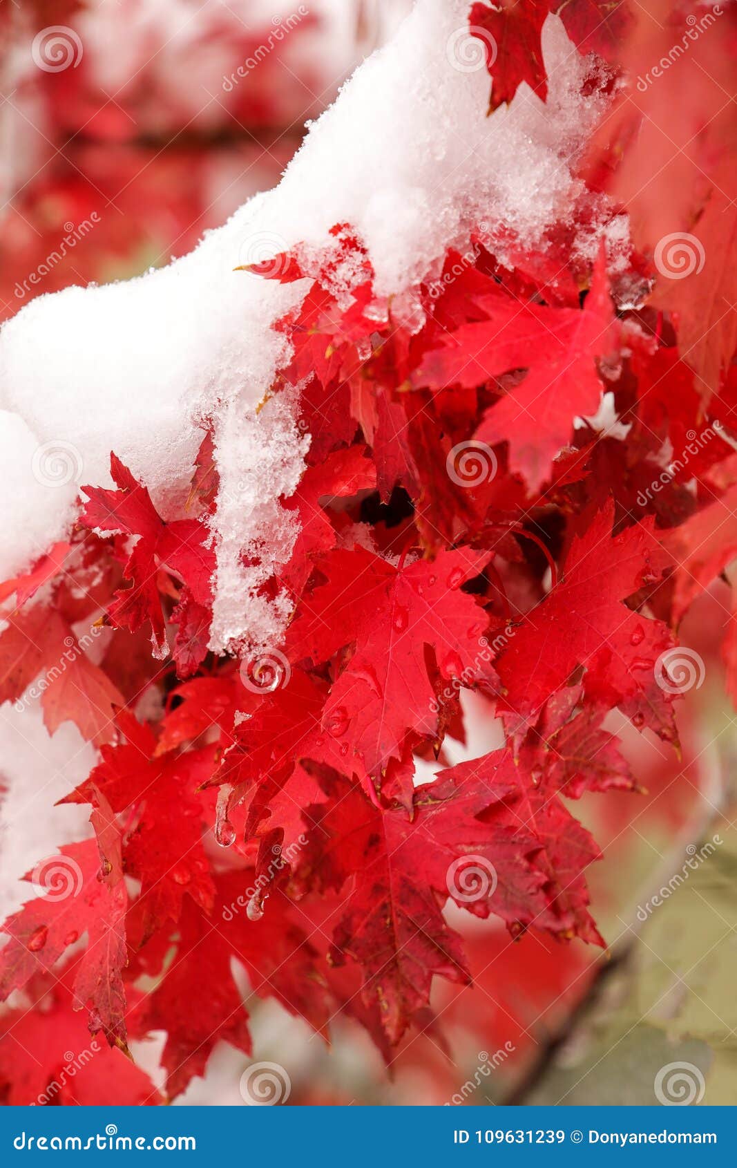 Sugar Maple Tree Branch with Fresh Snow Stock Image - Image of ...