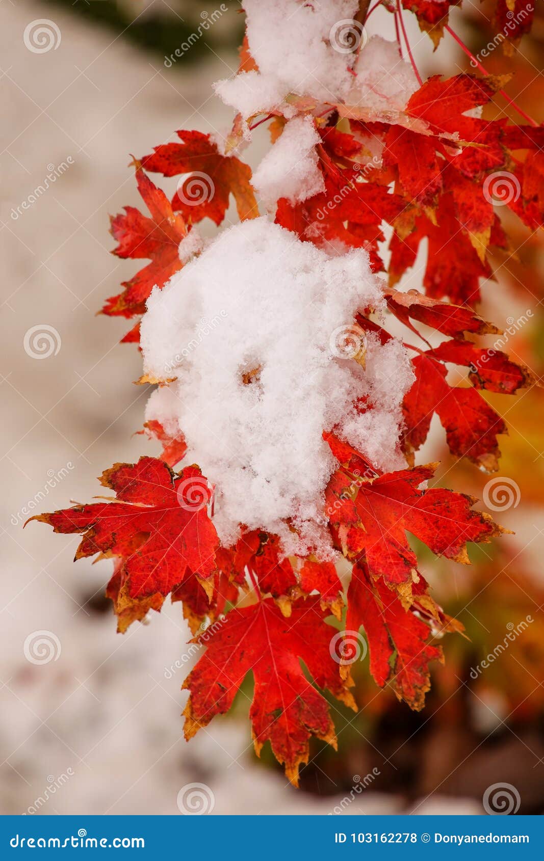 Sugar Maple Tree Branch with Fresh Snow Stock Photo - Image of seasonal ...