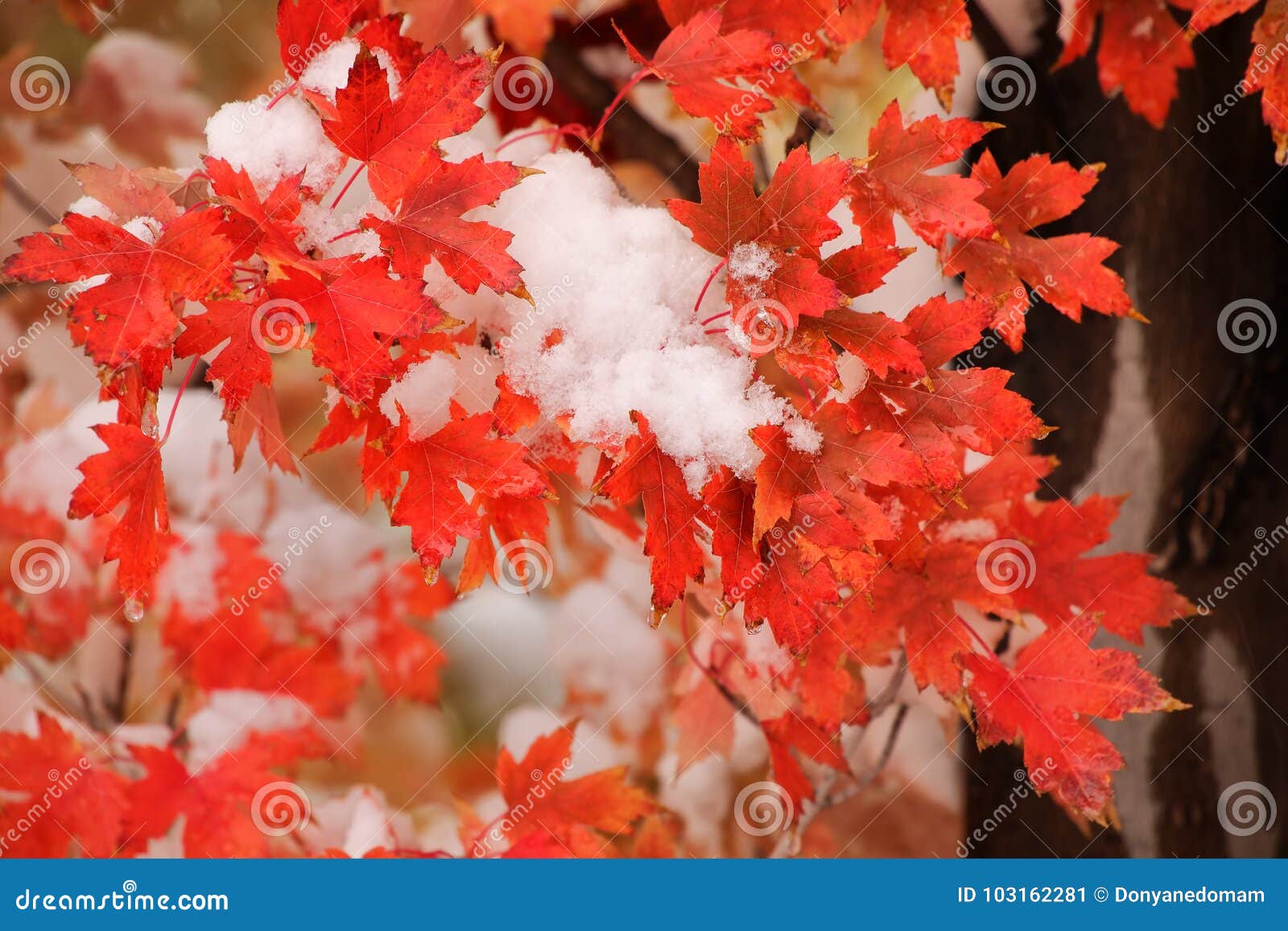 Sugar Maple Tree Branch with Fresh Snow Stock Image - Image of detail ...