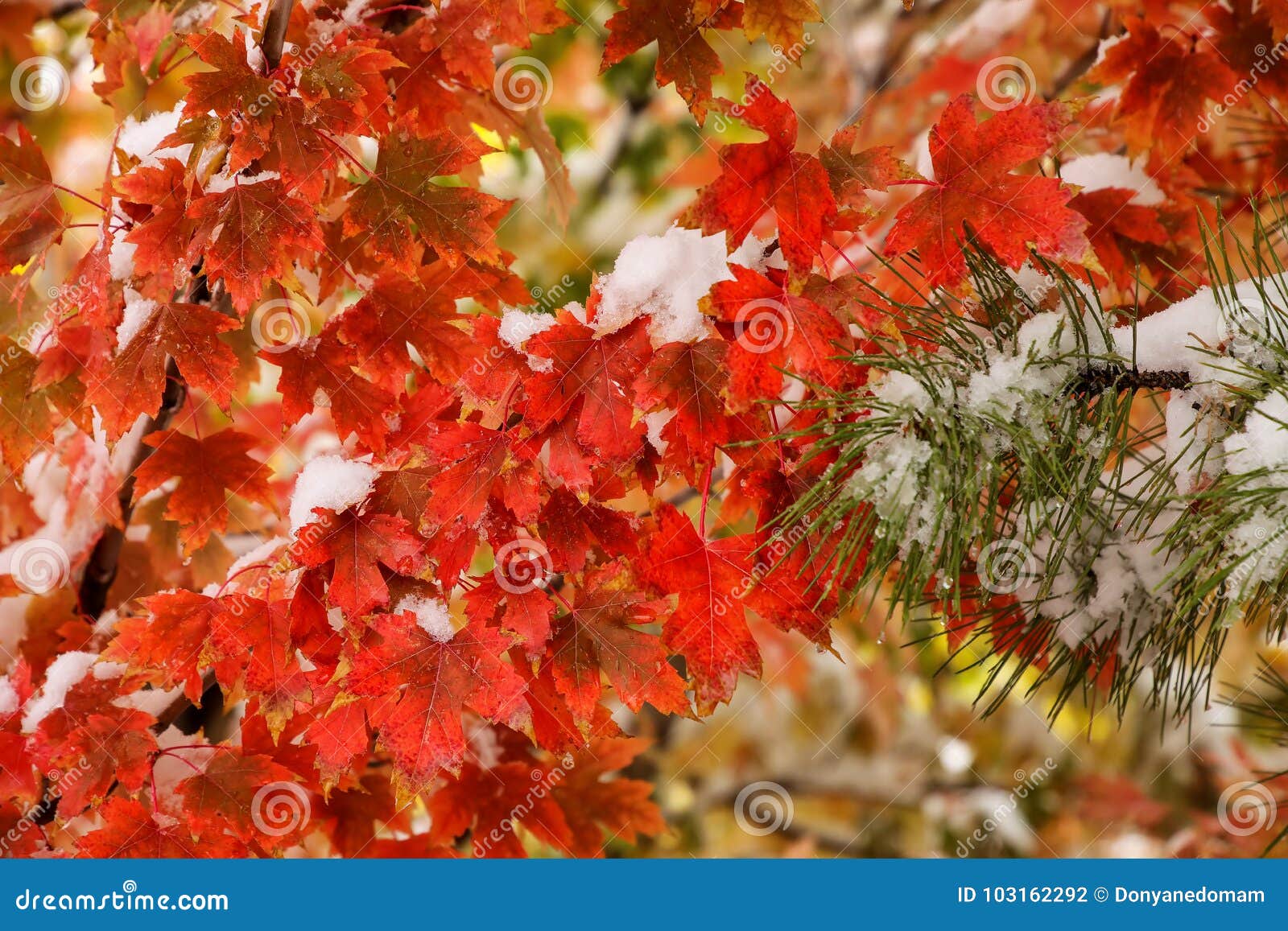 Sugar Maple Tree Branch with Fresh Snow Stock Photo - Image of branch ...