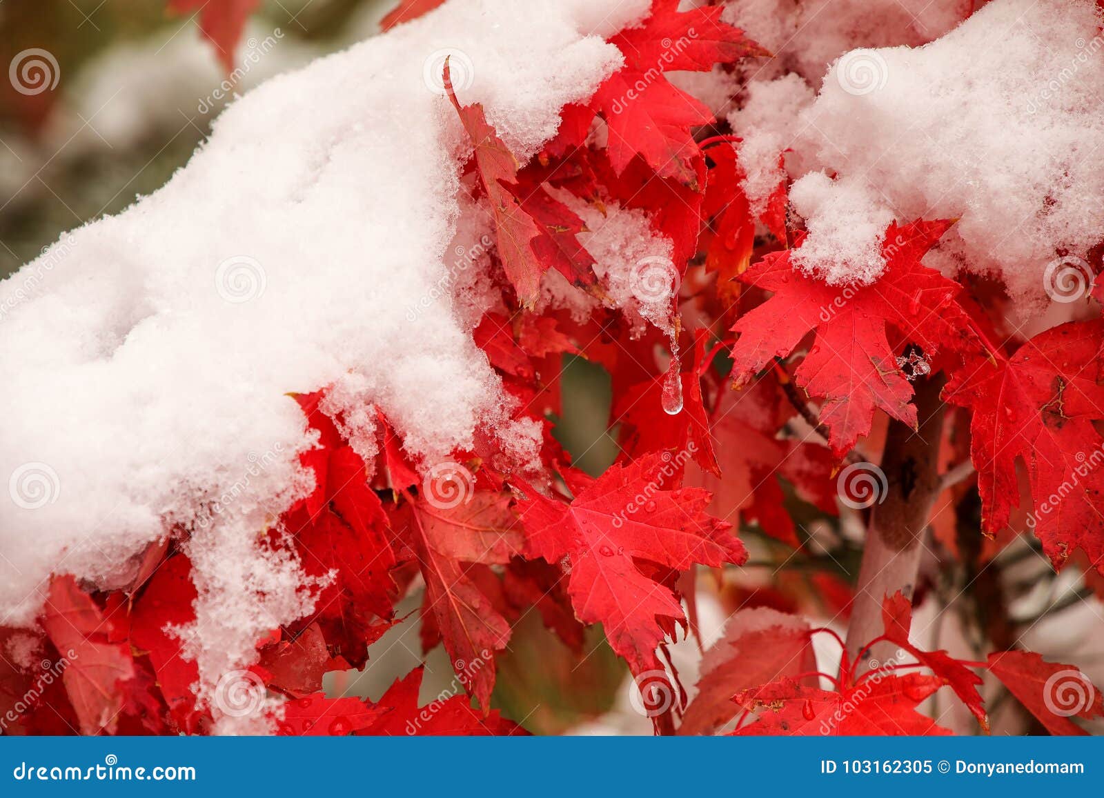 Sugar Maple Tree Branch with Fresh Snow Stock Image - Image of autumn ...