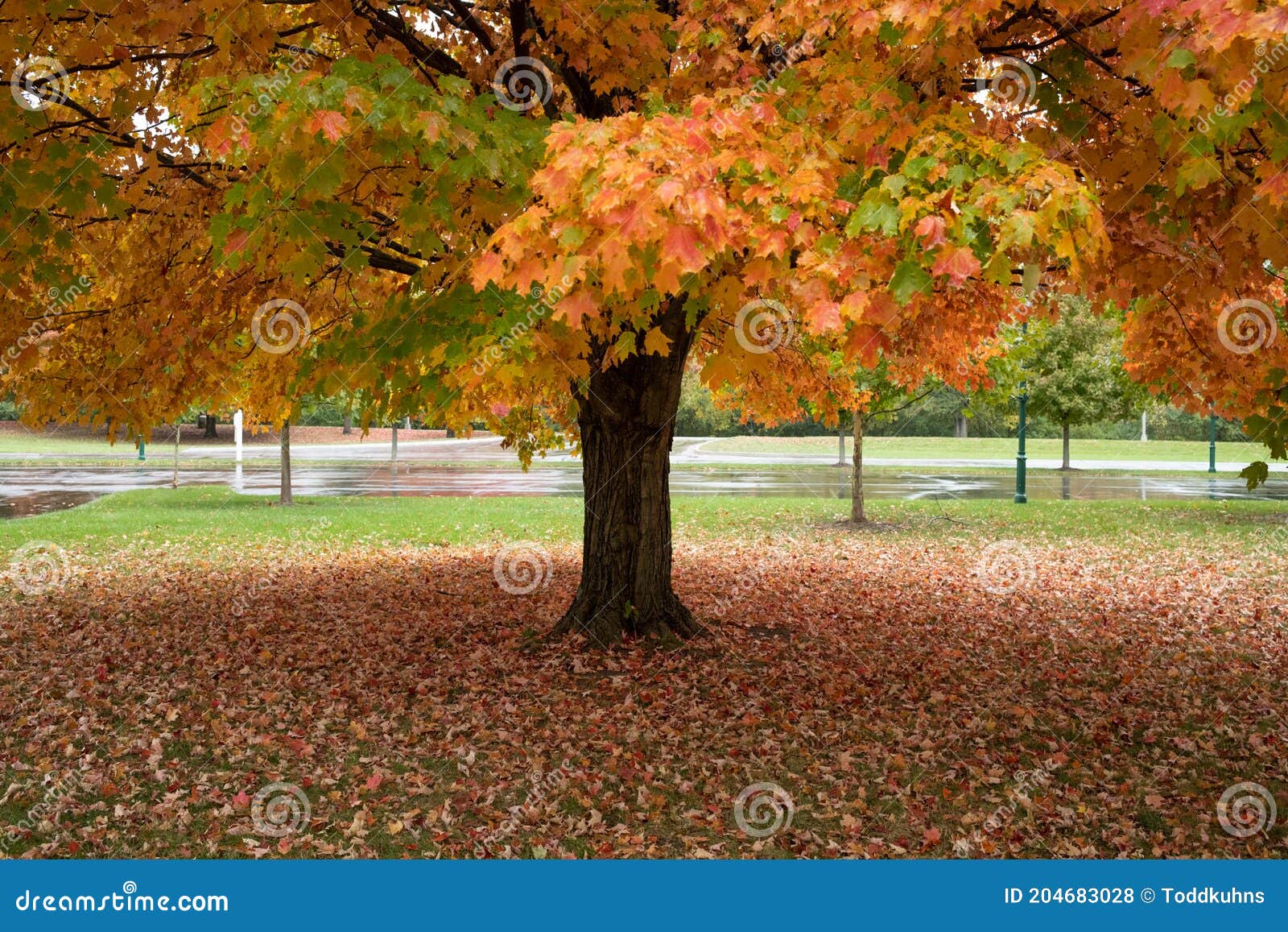 Sugar Maple Tree with Colorful Leaves in the Autumn Stock Photo - Image ...
