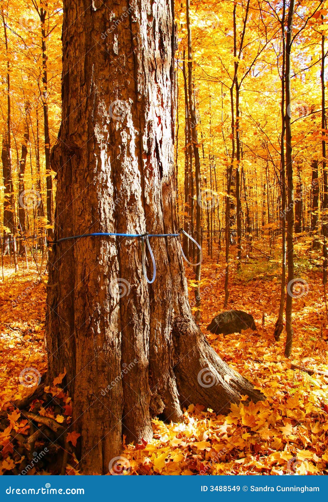 Sugar Maple trees stock image. Image of fresh, vein, autumn - 3488549