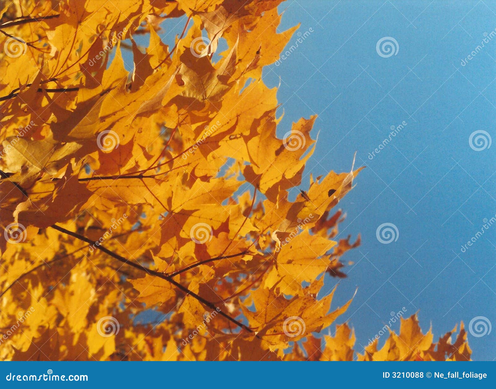 Sugar Maples Picture. Image: 3210088