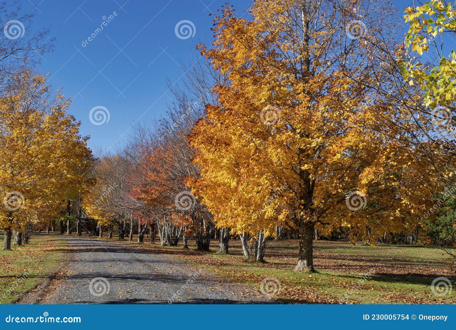 Sugar Maple Splendor stock photo. Image of leaf, autumn - 230005754