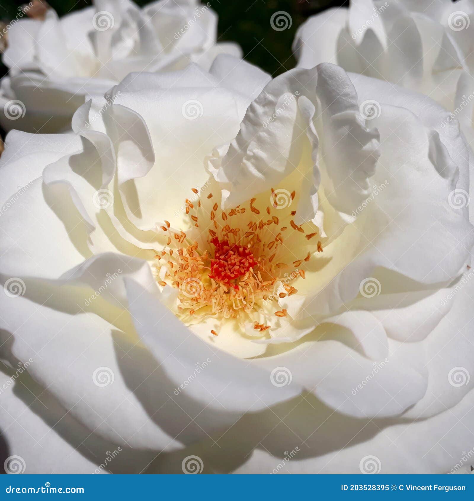 Sugar Moon Rose 01 stock image. Image of botanical, plant - 203528395