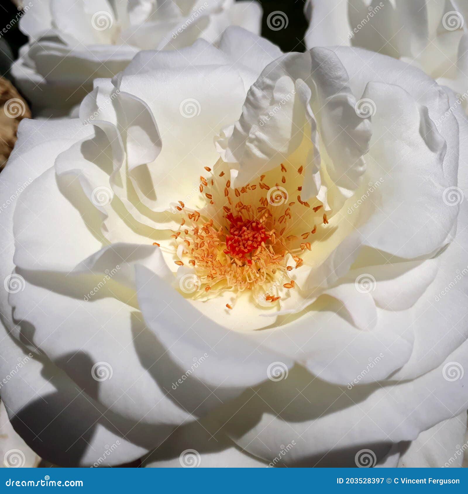 Sugar Moon Rose 02 stock image. Image of natural, garden - 203528397