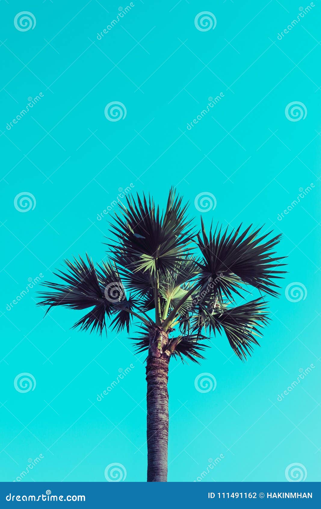 Sugar Palm Trees Stock Photography | CartoonDealer.com #56872760