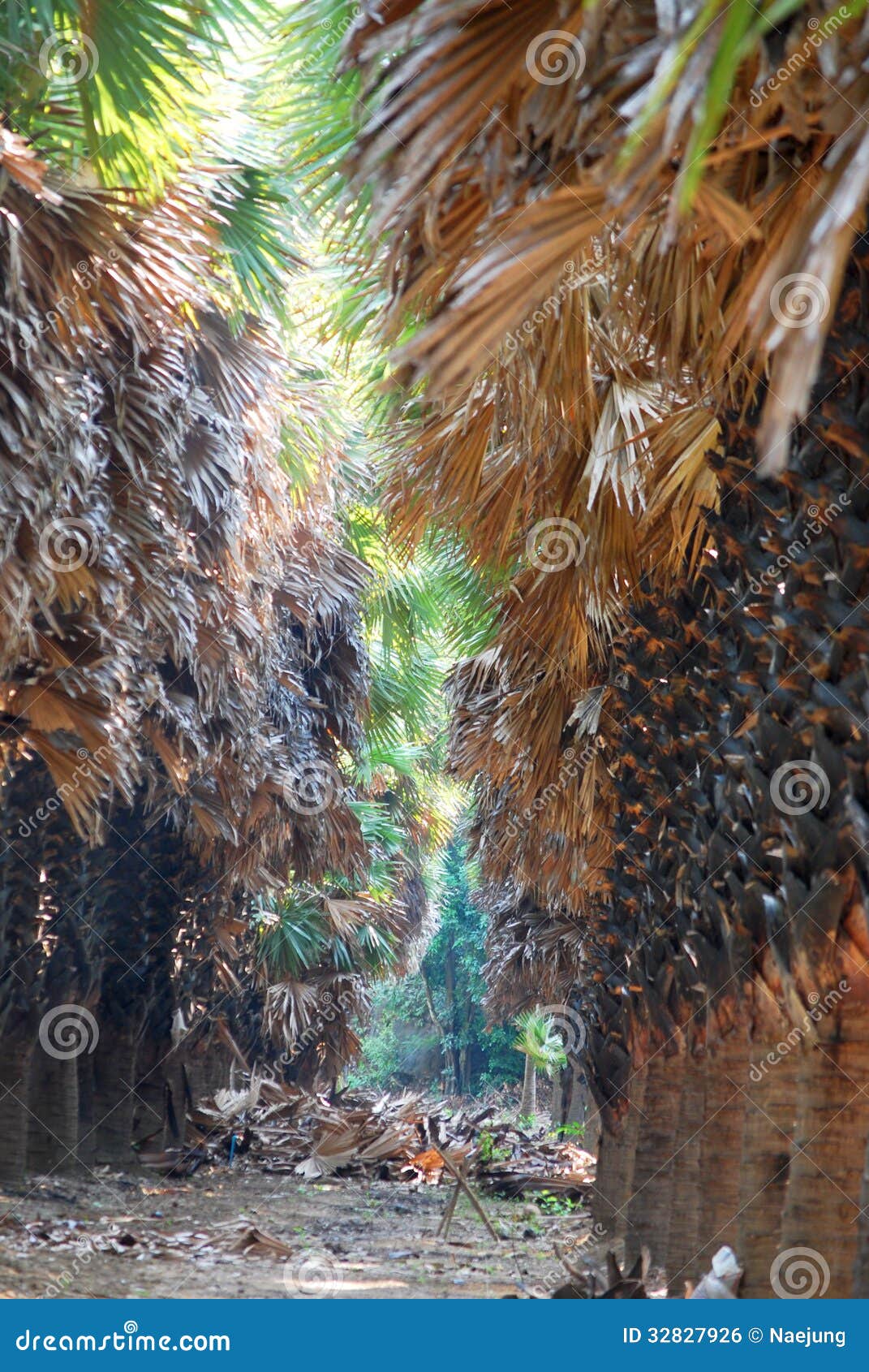 Sugar palm field stock photo. Image of environment, food - 32827926