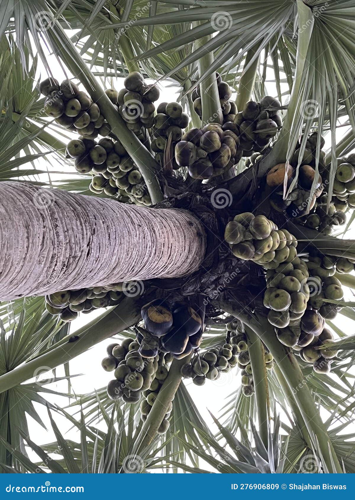 Sugar palm fruit stock image. Image of houseplant, sugar - 276906809