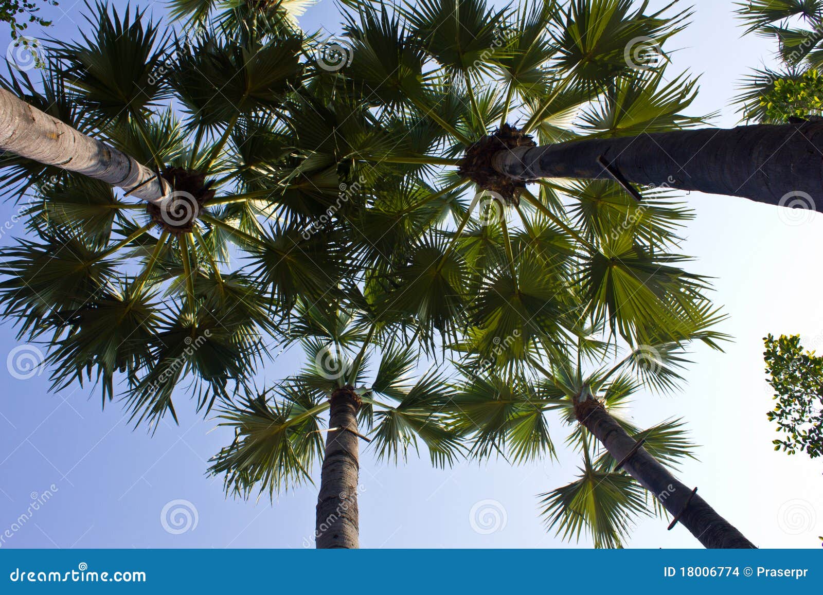 Sugar palm tree stock photo. Image of leaf, color, high - 18006774