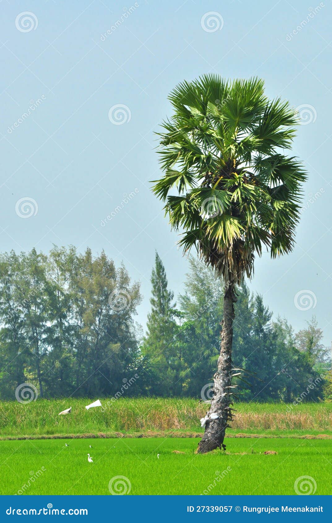 Sugar palm tree. stock image. Image of beauty, agriculture - 27339057