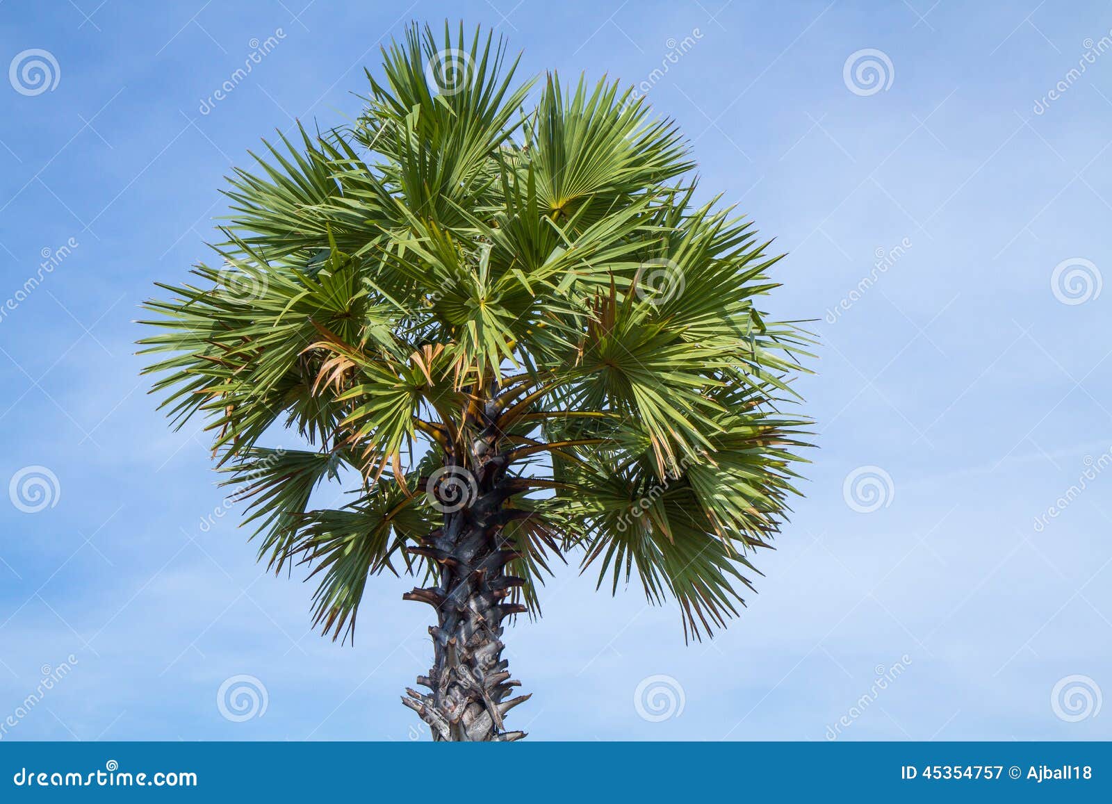 Sugar palm tree stock image. Image of cloud, botanic - 45354757