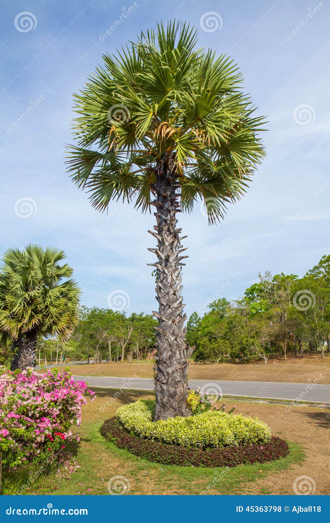 Sugar Palm Tree in the Garden Stock Photo - Image of natural, green ...