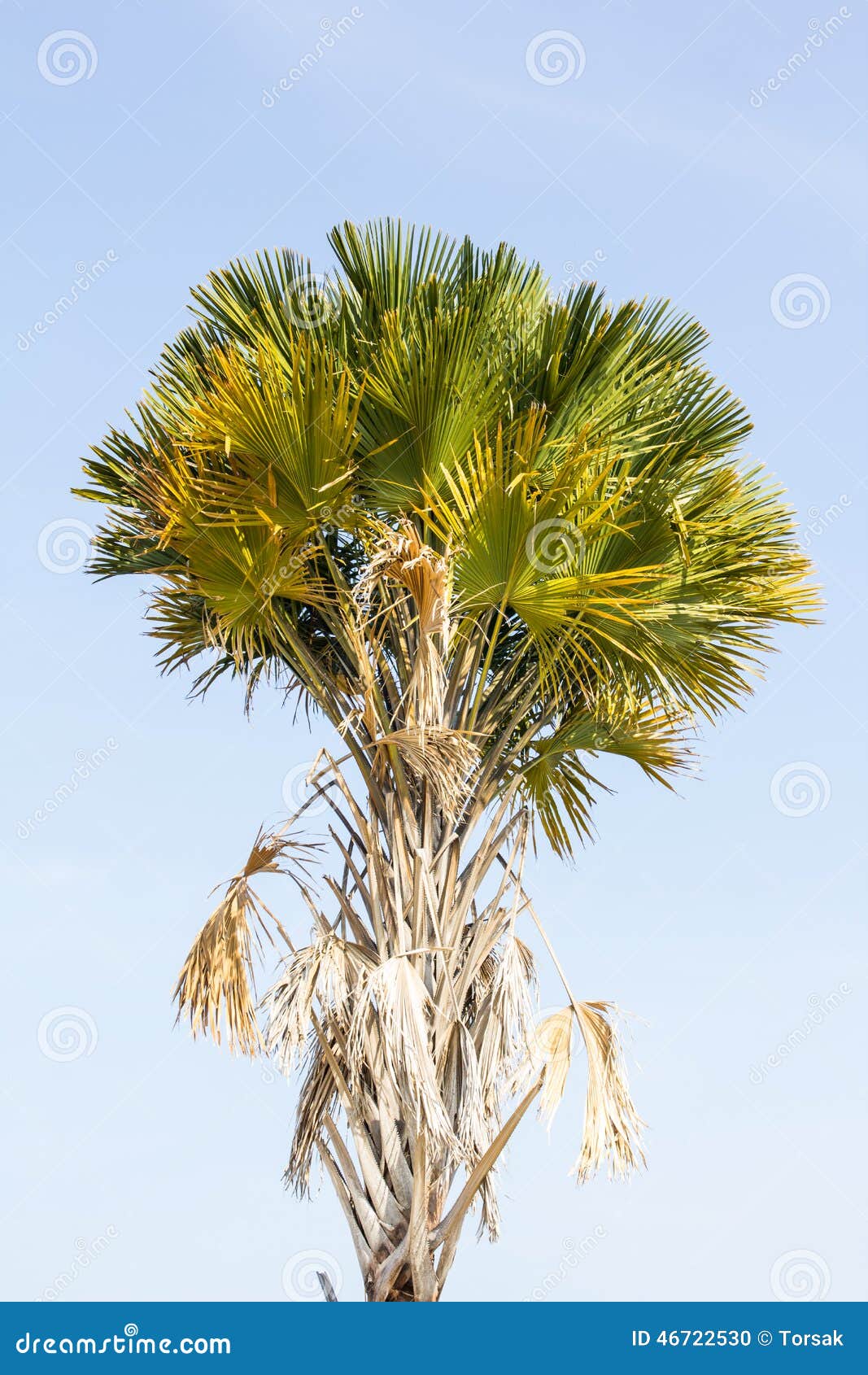Sugar palm tree stock photo. Image of tropical, summer - 46722530