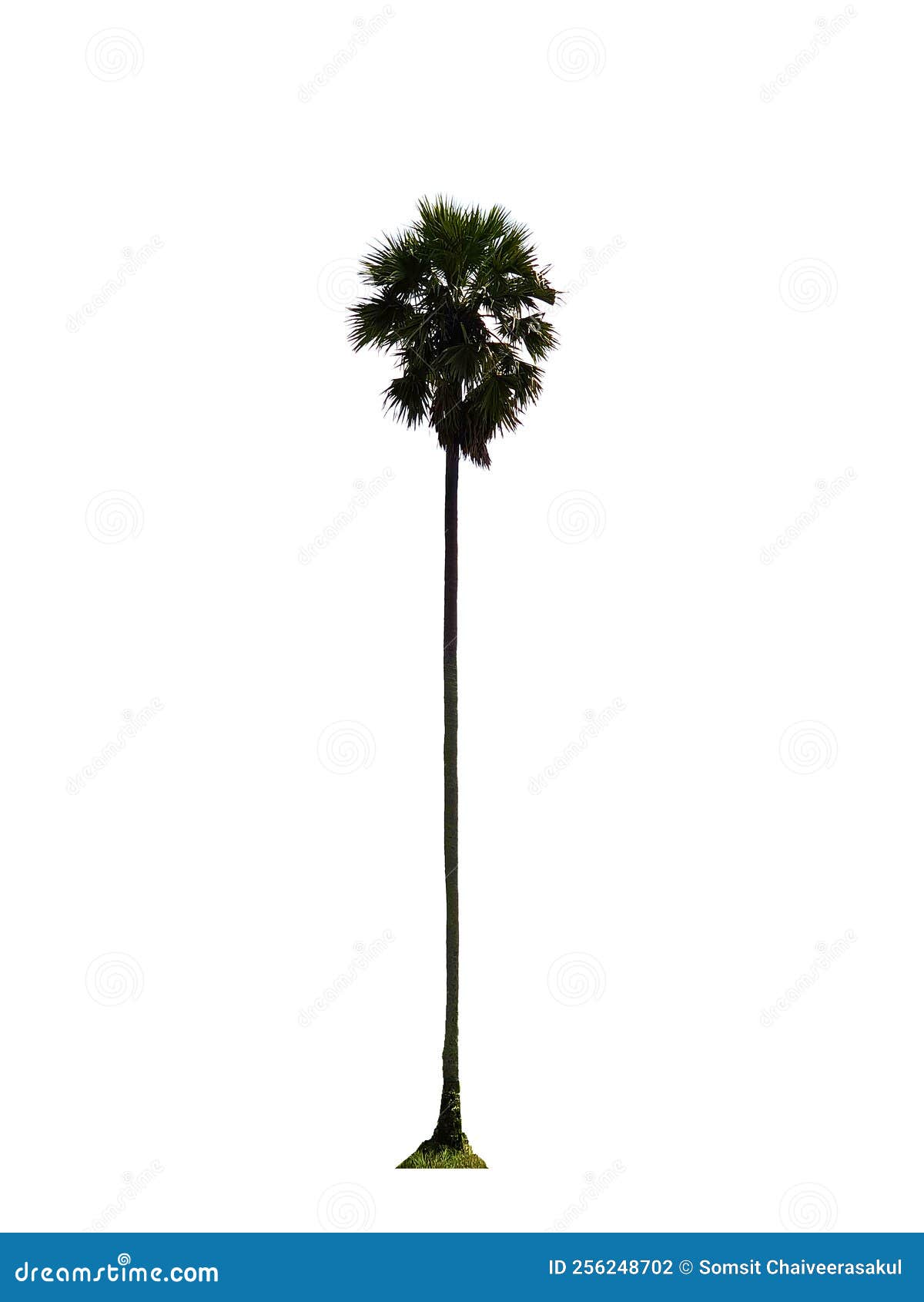 Palmyra Palm Tree Silhouette Vector Illustration | CartoonDealer.com ...