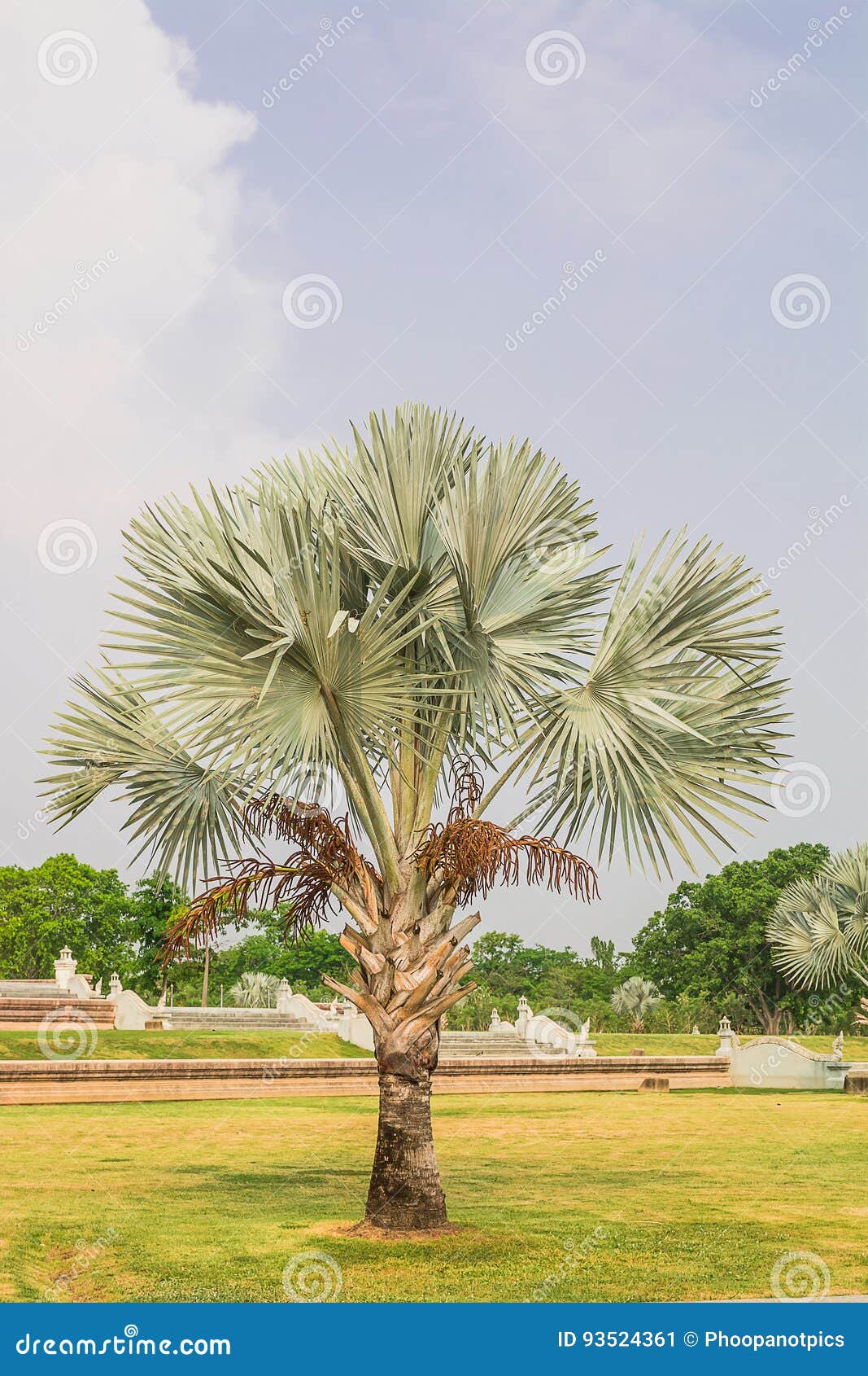 Sugar palm tree stock image. Image of sugar, garden, tree - 93524361