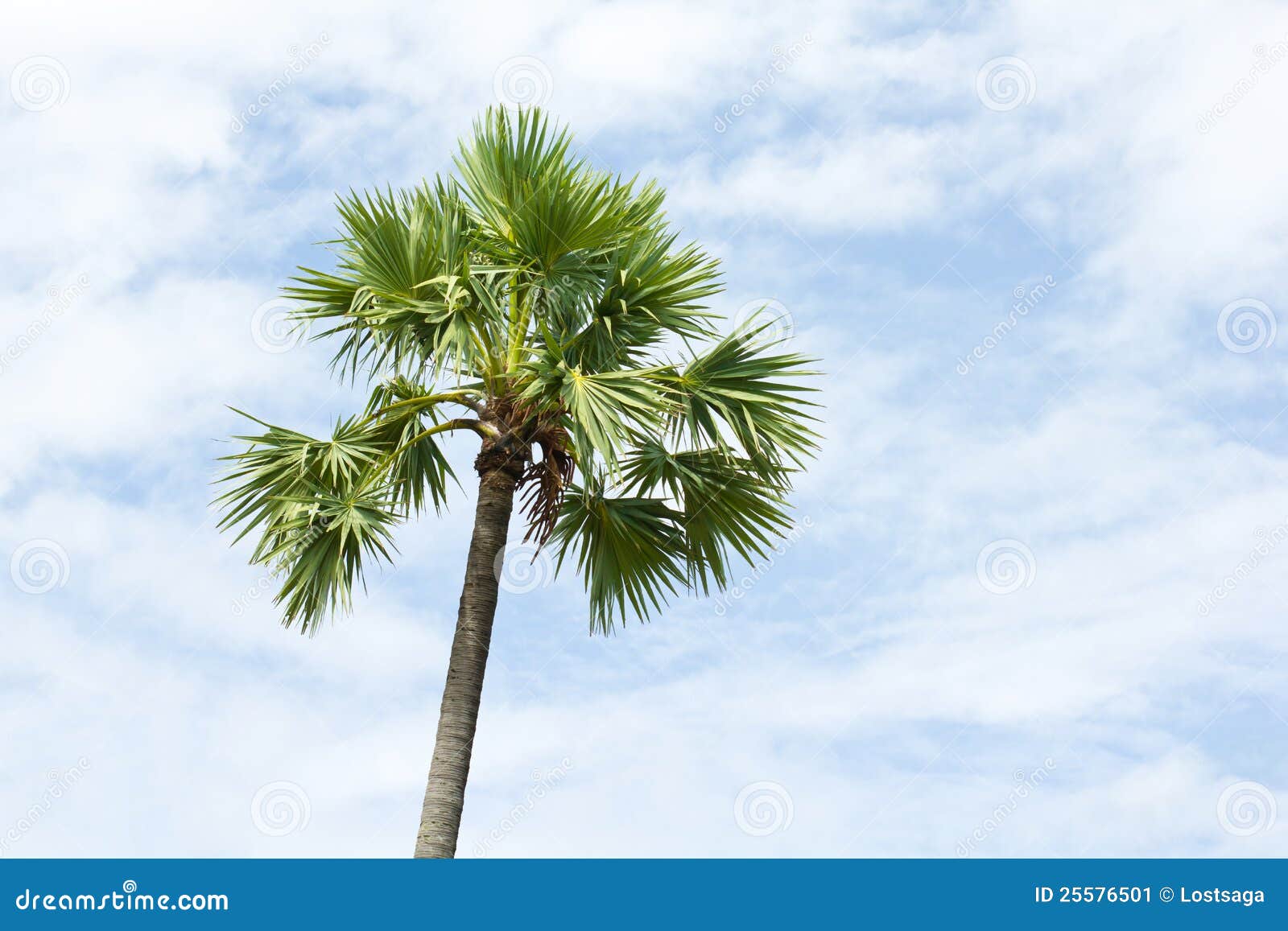 Sugar palm tree and sky stock image. Image of tropical - 25576501