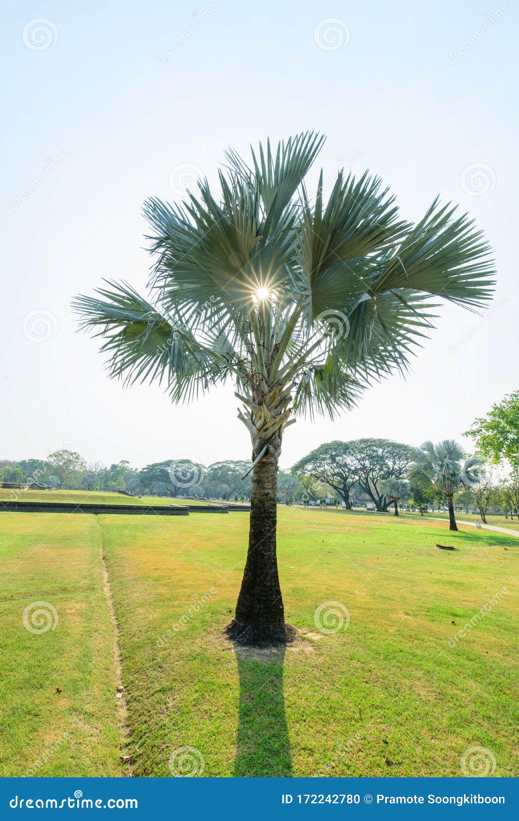 Sugar Palm Tree in Sunset Time Stock Photo - Image of forest, spring ...