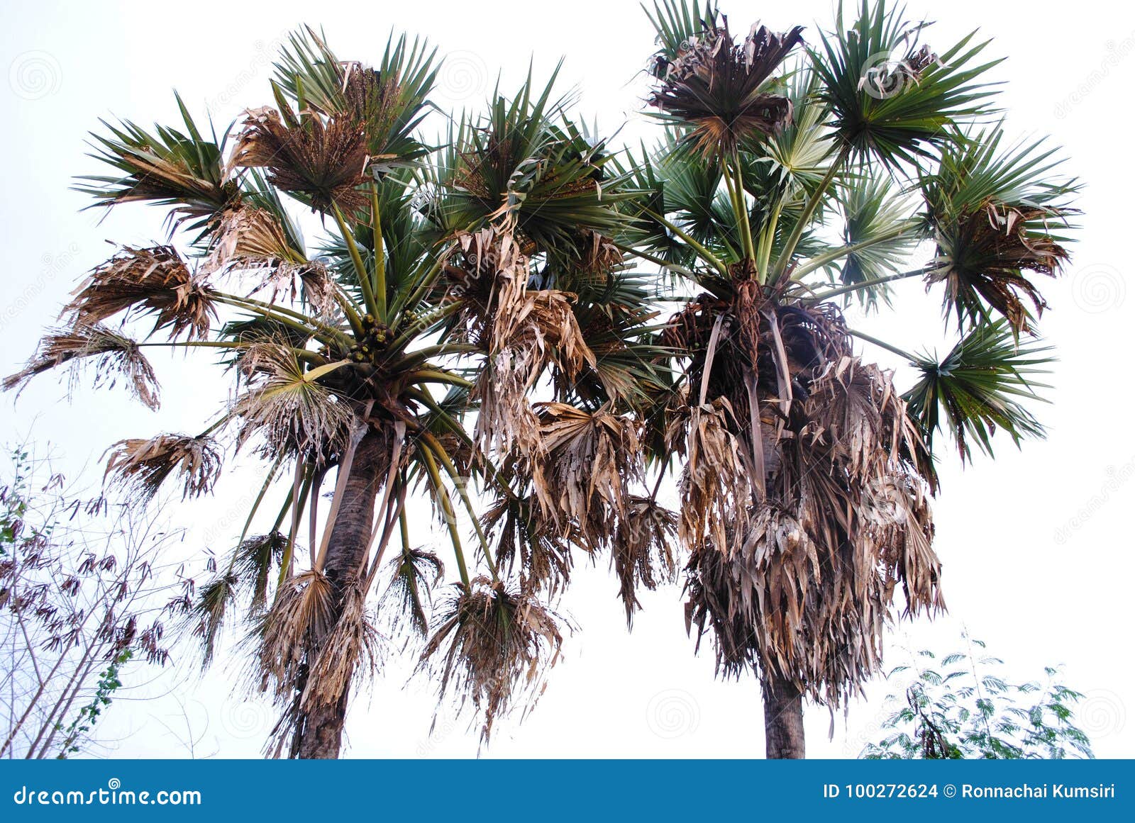 Sugar palm tree stock photo. Image of blue, flabellifer - 100272624