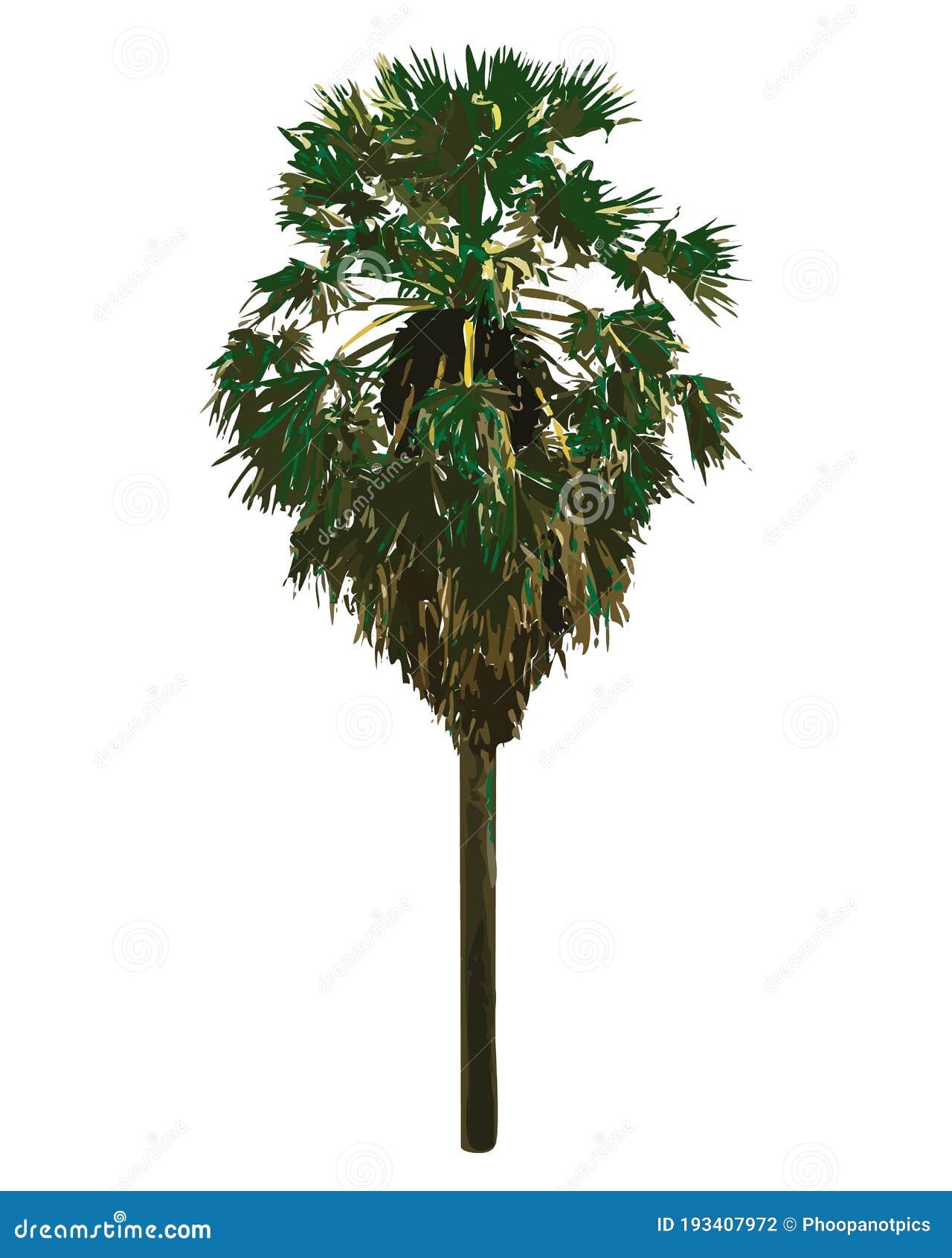 Sugar Palm Tree on White Background Stock Vector - Illustration of ...