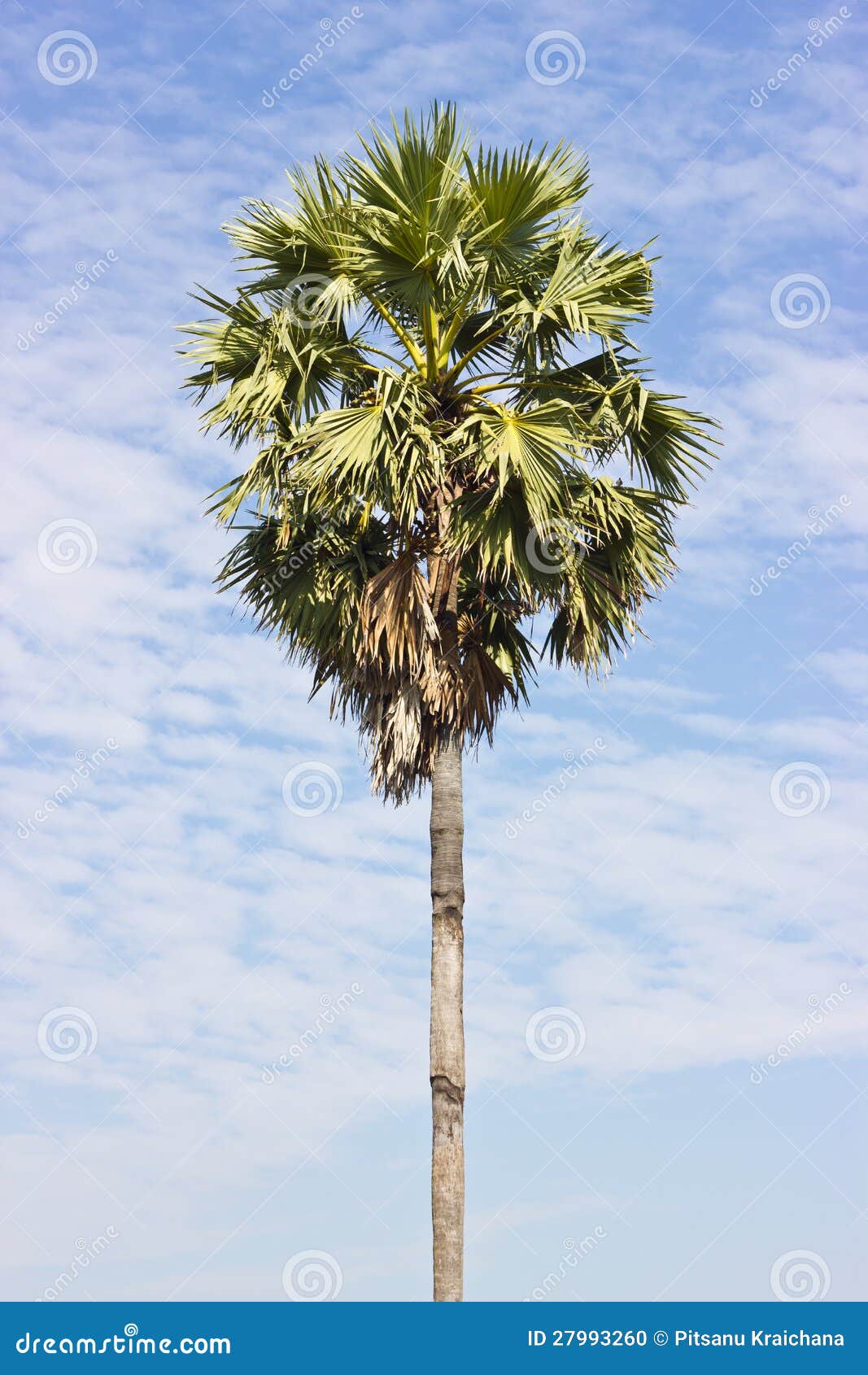Sugar palm trees. stock photo. Image of fresh, coconut - 27993260