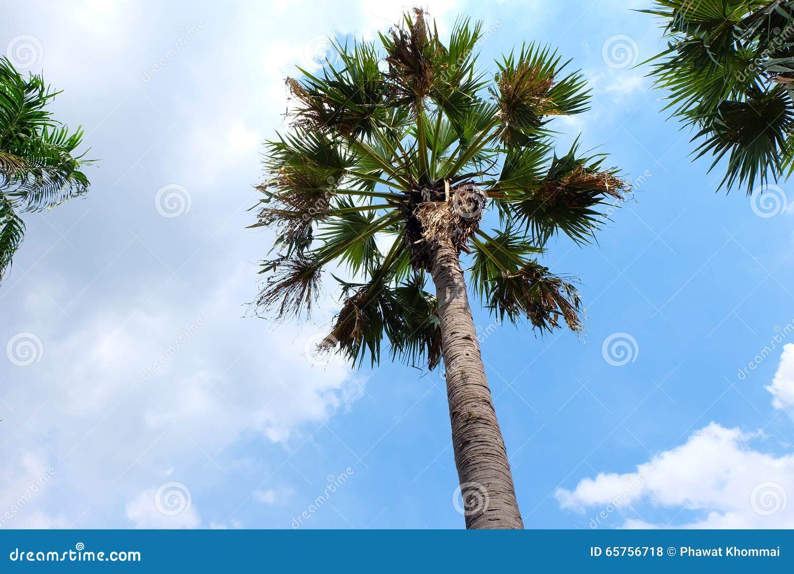 Sugar palm trees stock photo. Image of trees, thailand - 65756718