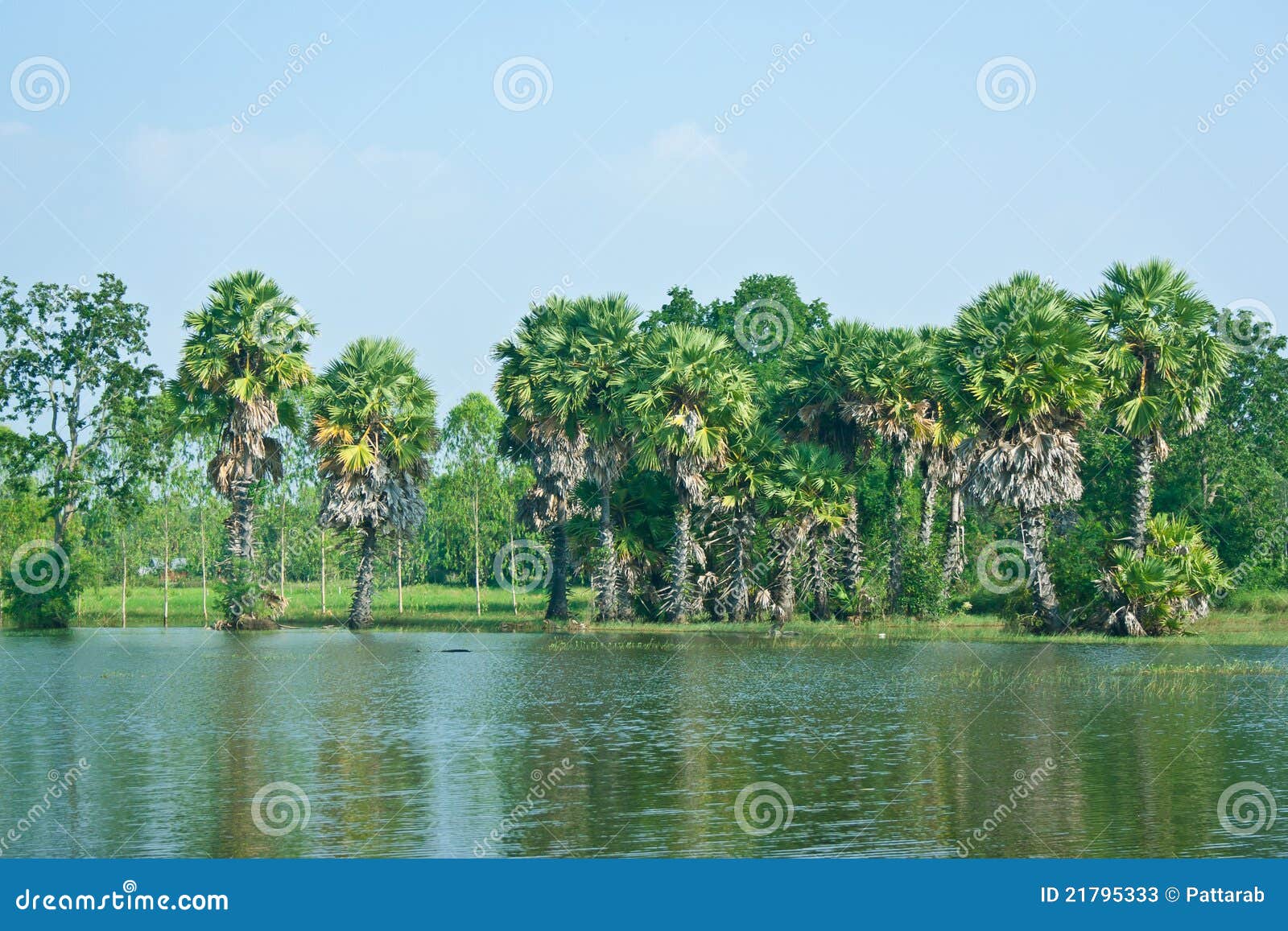 Sugar Palm Trees at the Border of the Swamp Stock Image - Image of ...
