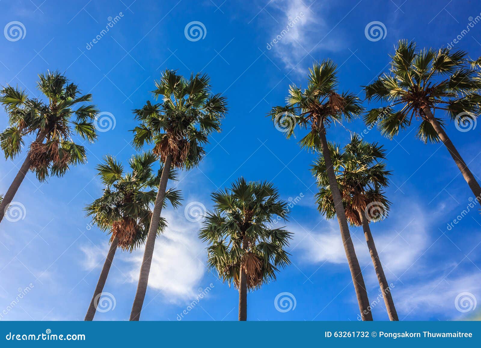 Sugar palm trees stock photo. Image of symmetry, clould - 63261732