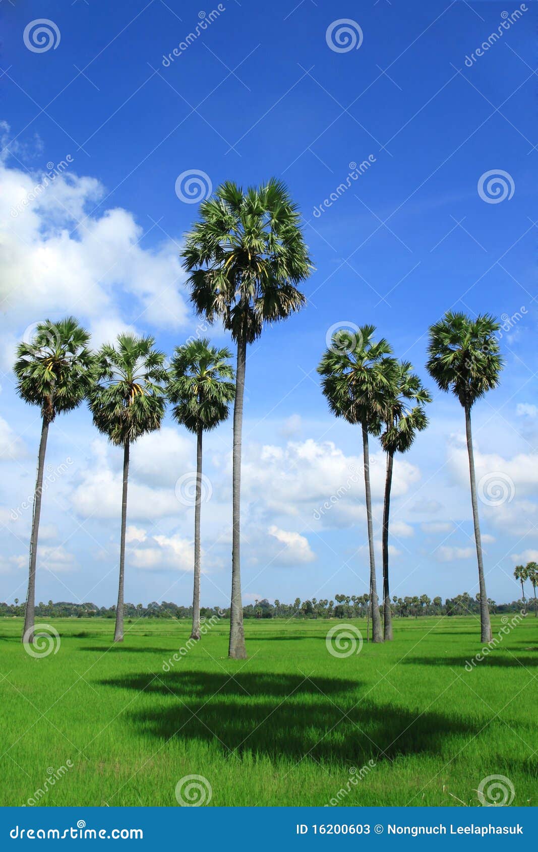 Sugar Palm Trees in the Field ,thailand Stock Image - Image of tall ...