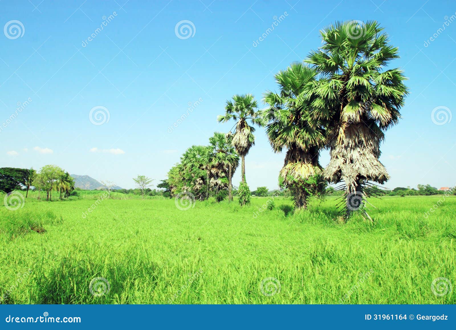 Sugar Palm Trees in the Field Stock Photo - Image of backgrounds ...