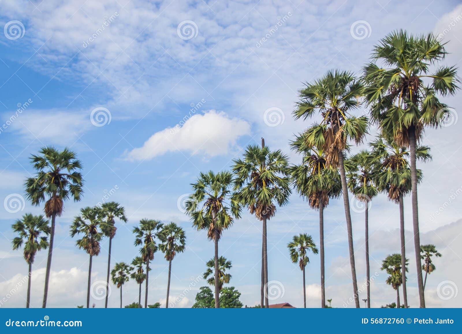 Sugar Palm Tree Or Toddy Palm Tree In Field Rice With Sky Background ...
